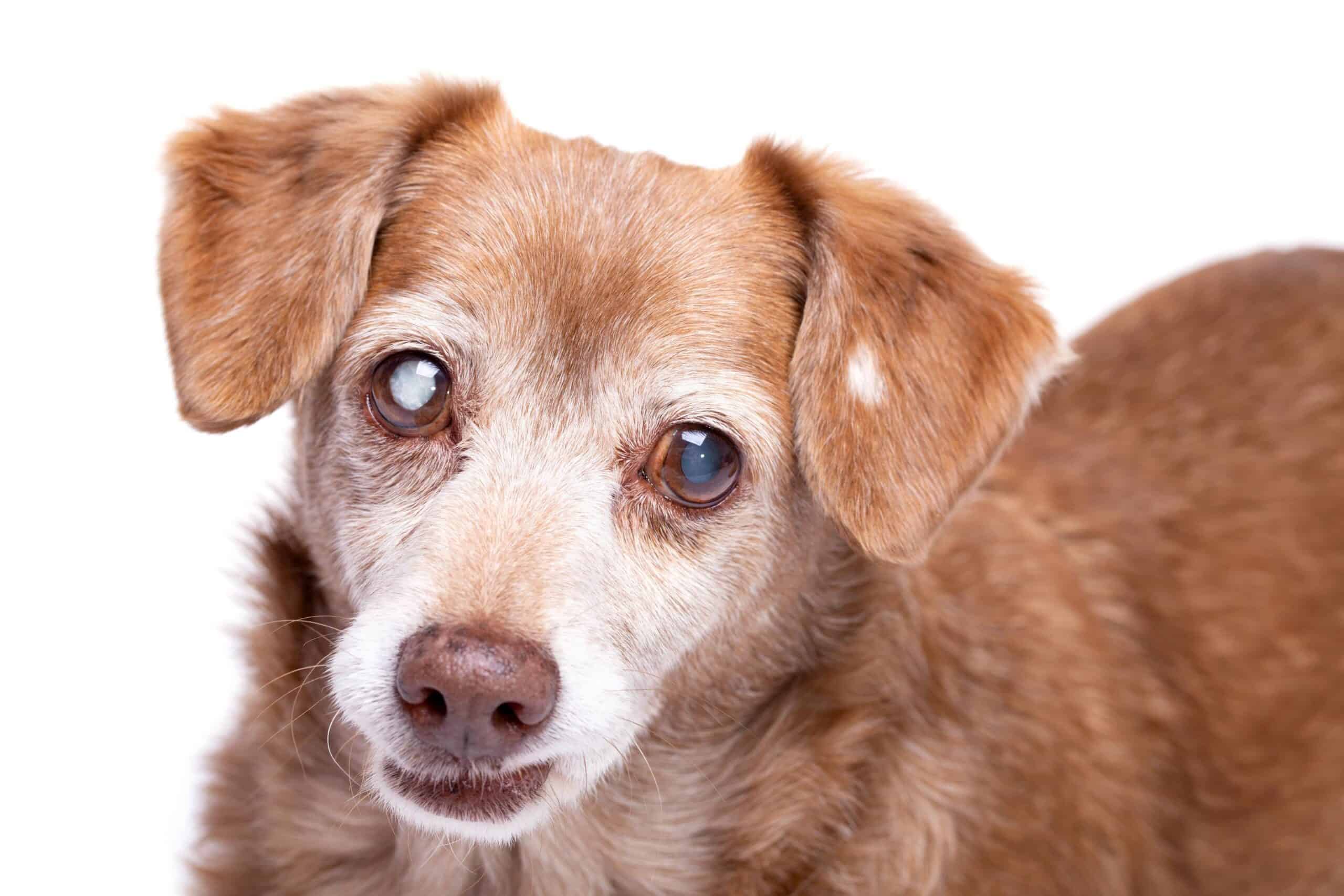Cataracts in Dogs: Causes, Symptoms, and Treatments | Allure Veterinary ...