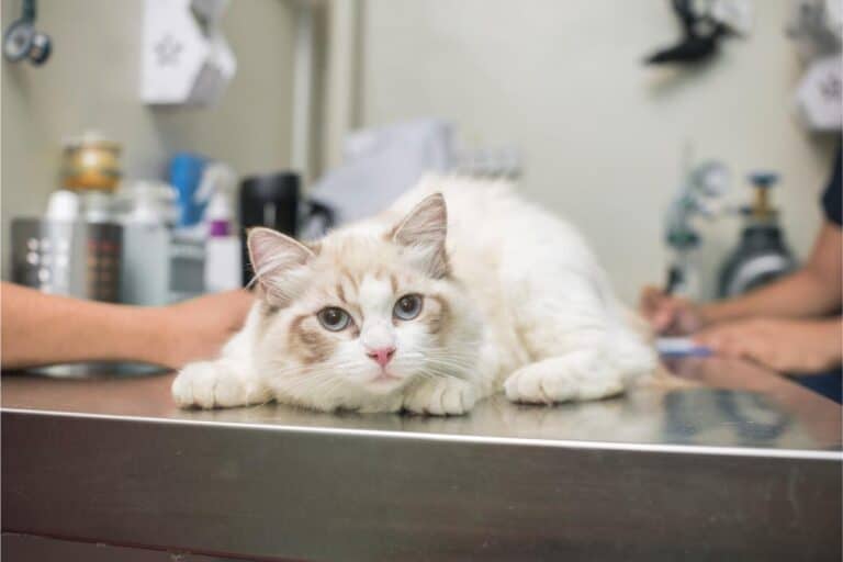 Feline Conditions that Require Emergency Care | Allure Veterinary Partners