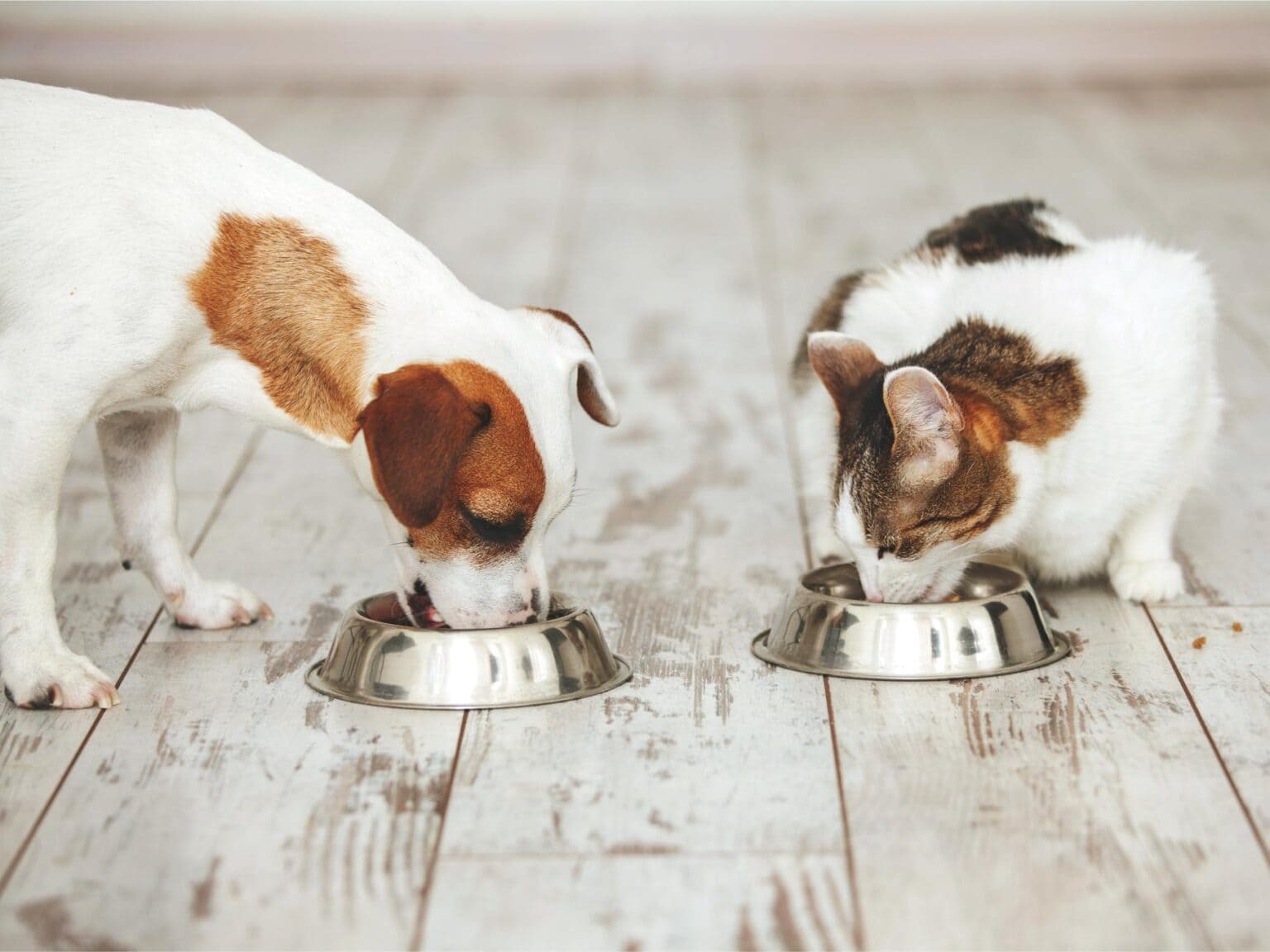 Cat Diets vs Dog Diets | Allure Veterinary Partners